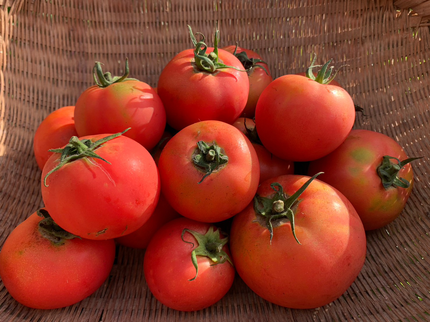 tomatot | てんとうむしばたけ | ビオ・ラビッツ株式会社